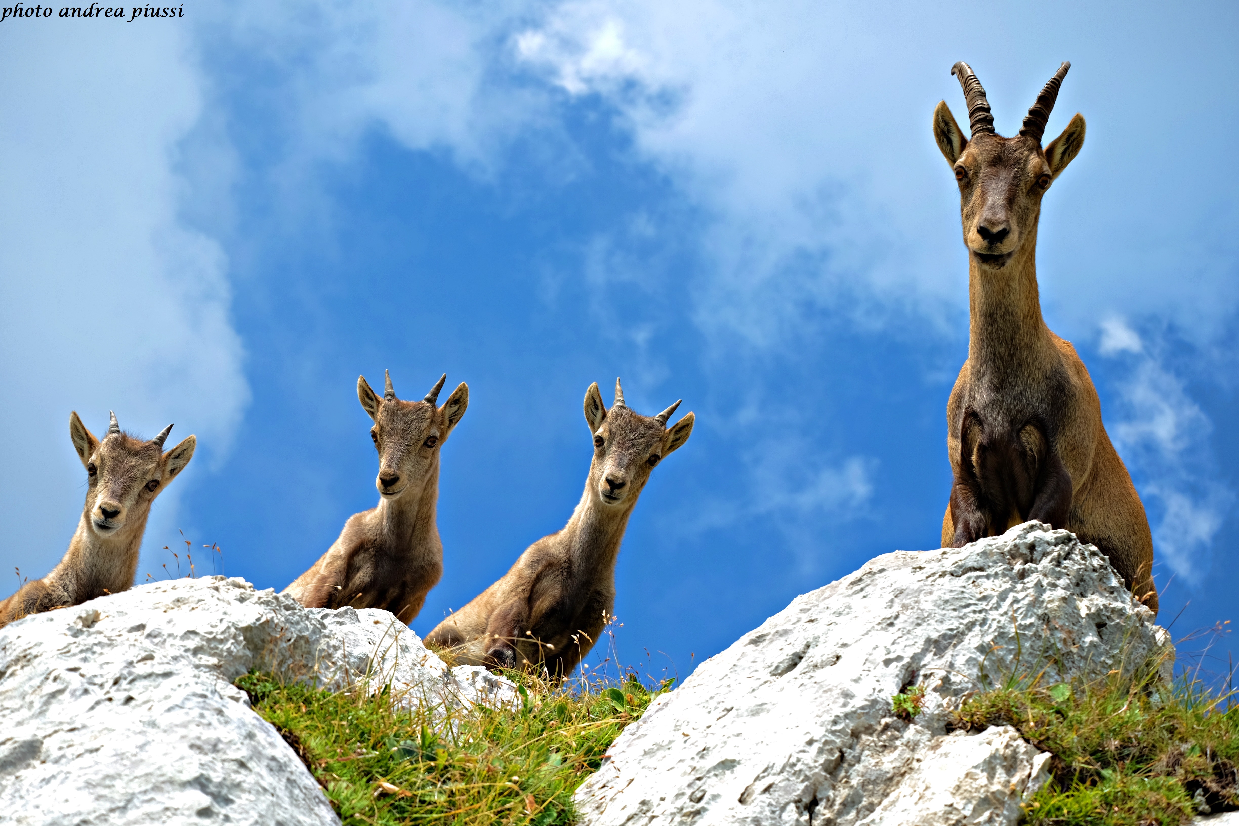 Flora and Fauna